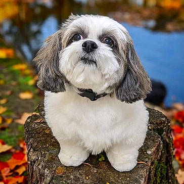 Pageant Dog: Dog Photo Contest