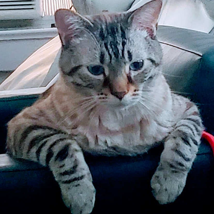 Domestic Lynx: traits, characteristics, health
