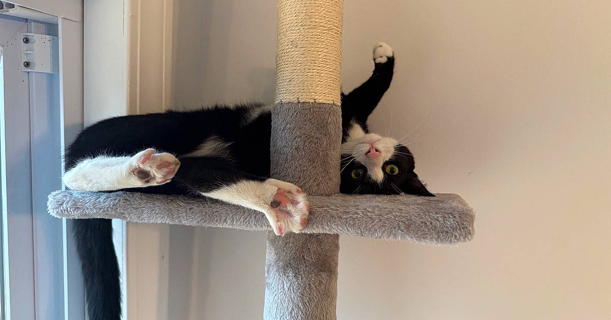 Oreo · Dog and Cat Photo Contest