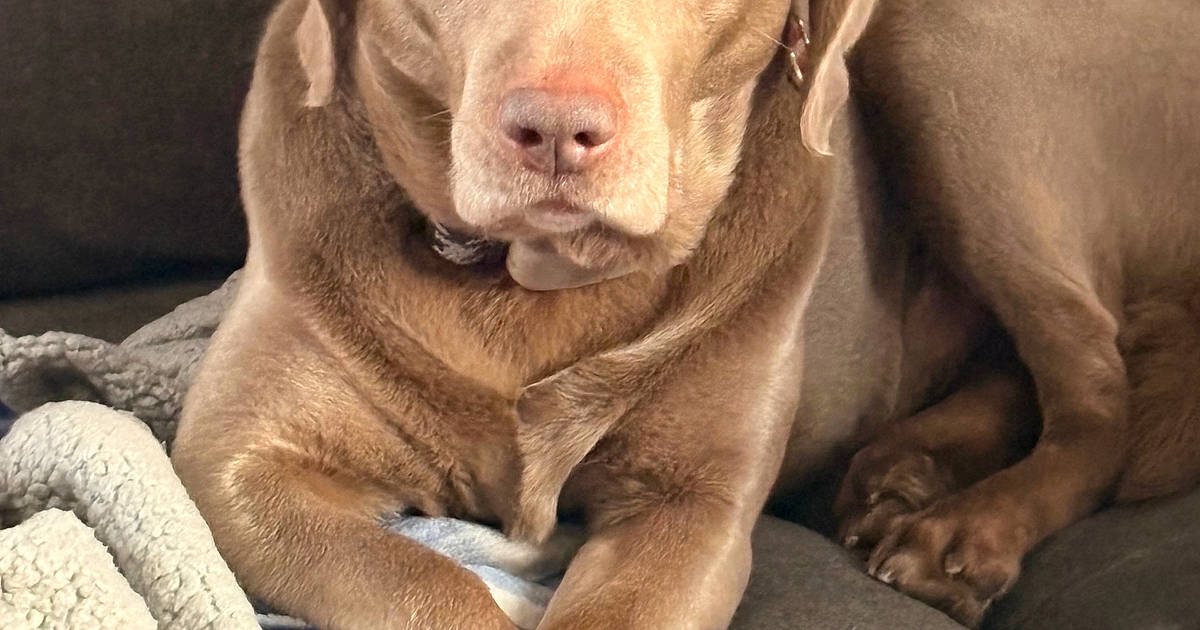 Support Cooper from Anchorage in Dog Photo Contest - Cash
