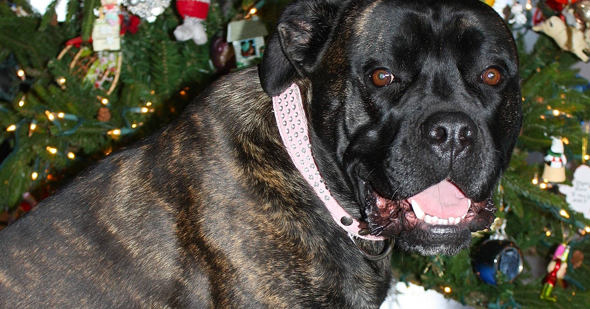 Sissy · Dog and Cat Photo Contest · Robertson, WY