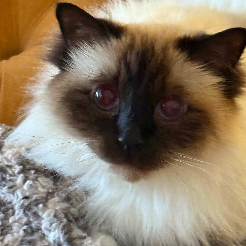 Birman: traits, characteristics, health