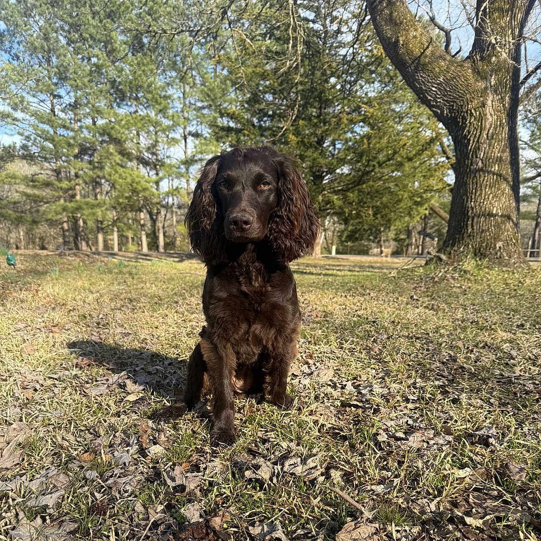 Boykin Spaniel: traits, characteristics, health