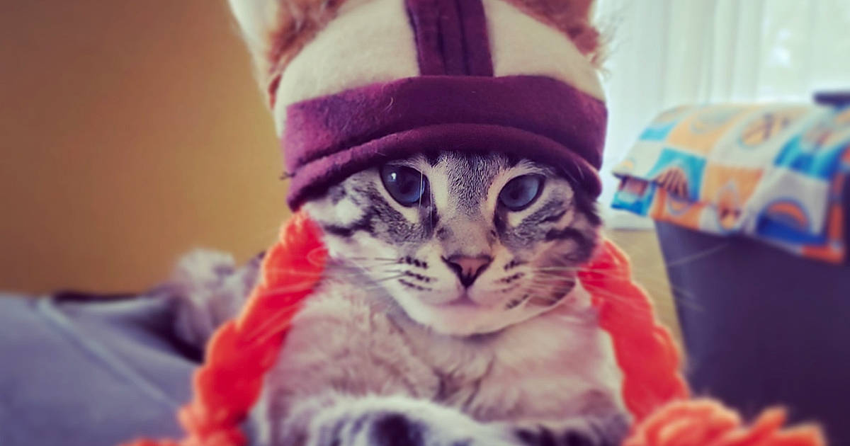 Shifu · Dog and Cat Photo Contest