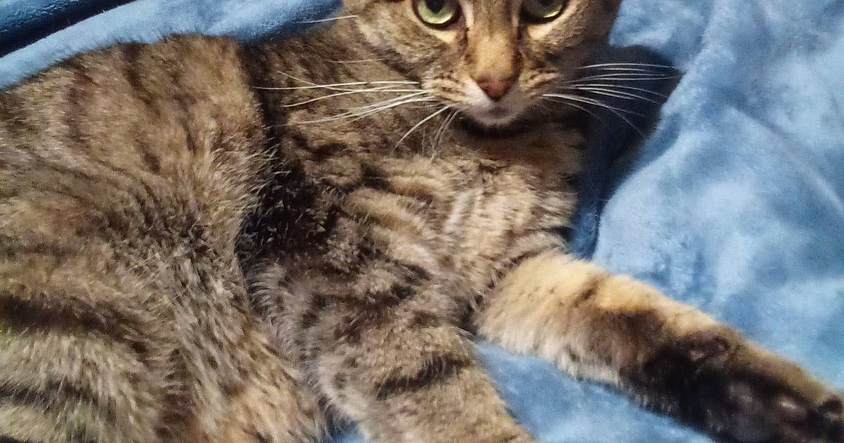 Vote Sadie from Portland in Cutest Cat Contest - Win Prizes