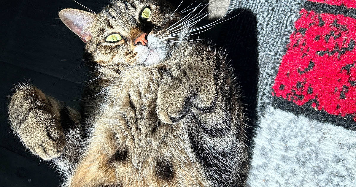 Support Luffy from Macon in Cat Photo Contest - Cash