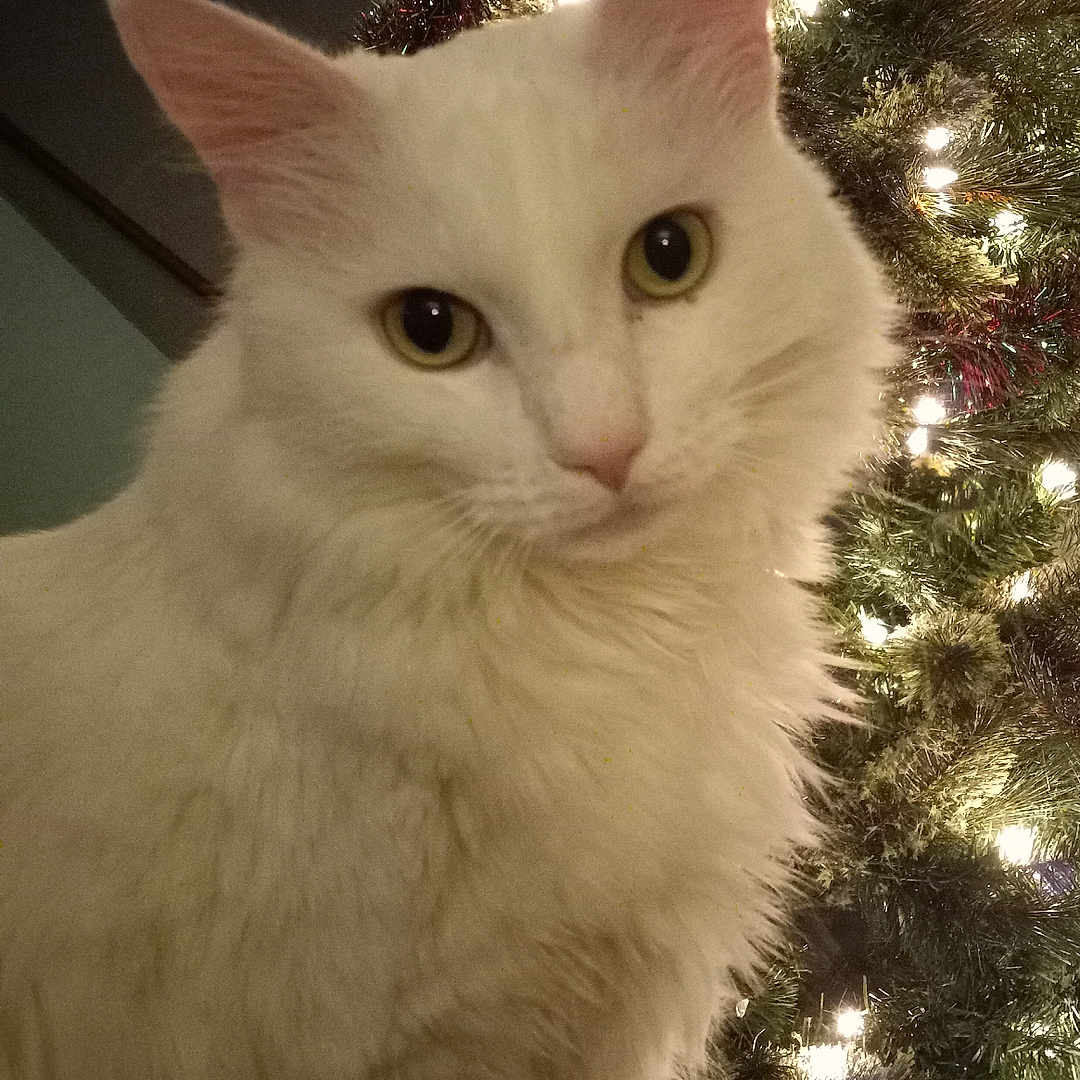 Turkish Angora: traits, characteristics, health