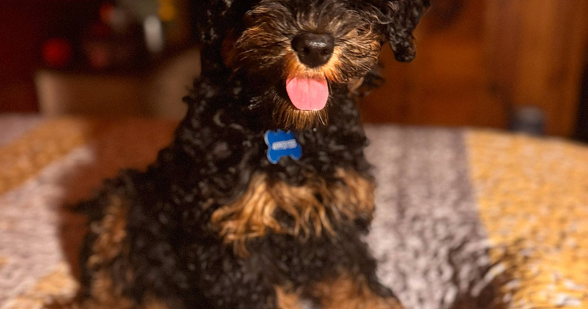 Pretzel · Dog Photo Contest · Woonsocket, RI