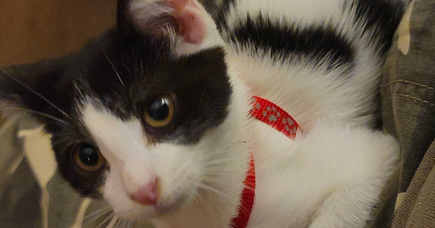 Support Rocky in Cat Photo Contest - Cash