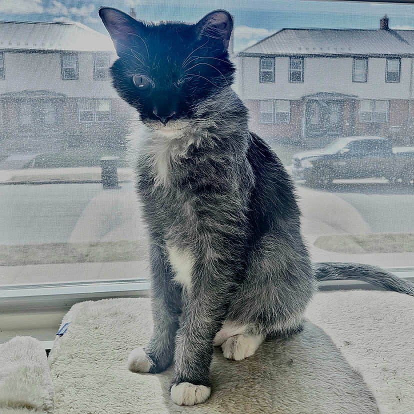 Lykoi: traits, characteristics, health