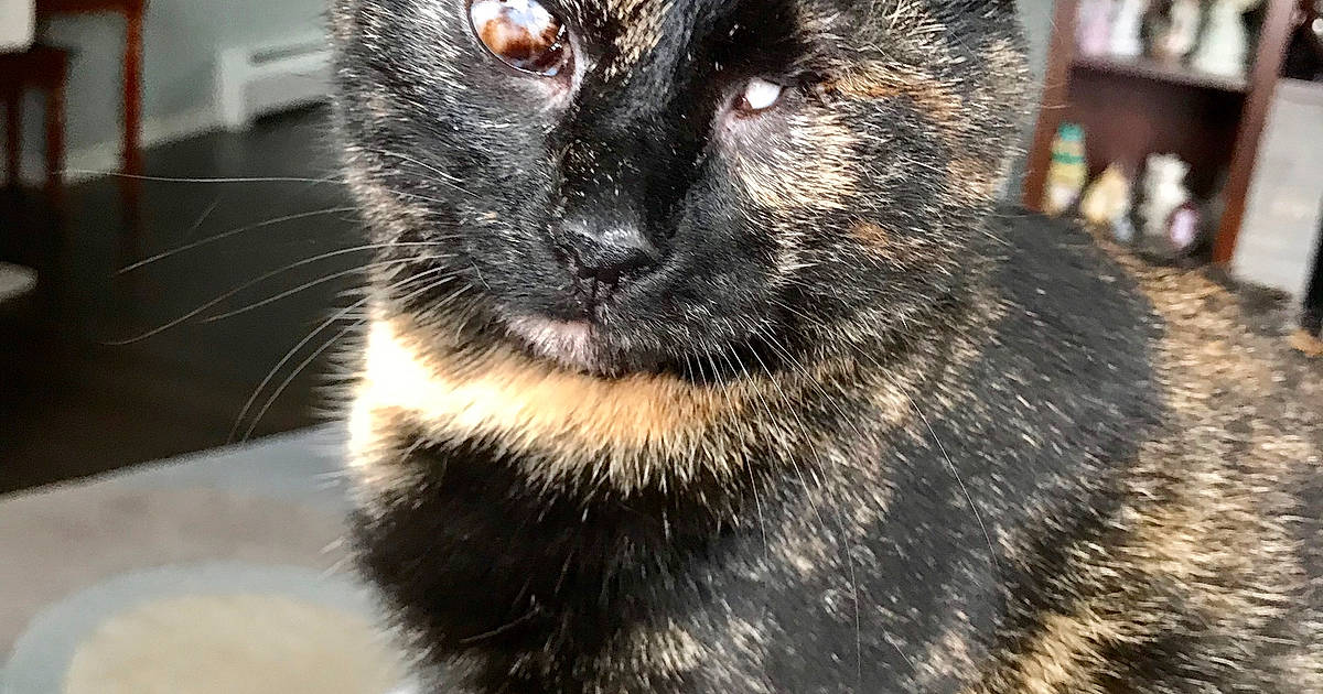 Blaze · Dog and Cat Photo Contest · Little Ferry, NJ