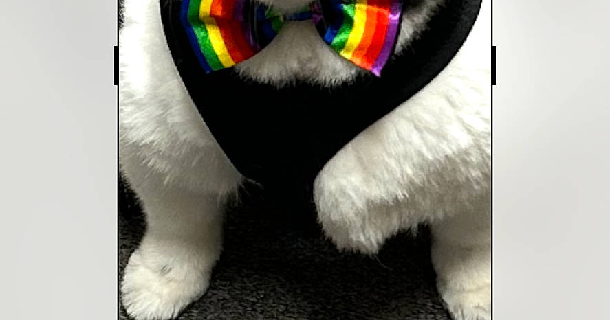 Vote Oreo from Yarmouth in Cutest Dog Contest - Win Prizes