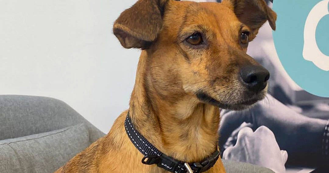 Votez Bonnie de Garéoult au Concours Chien - Gagnez de l’argent en ligne