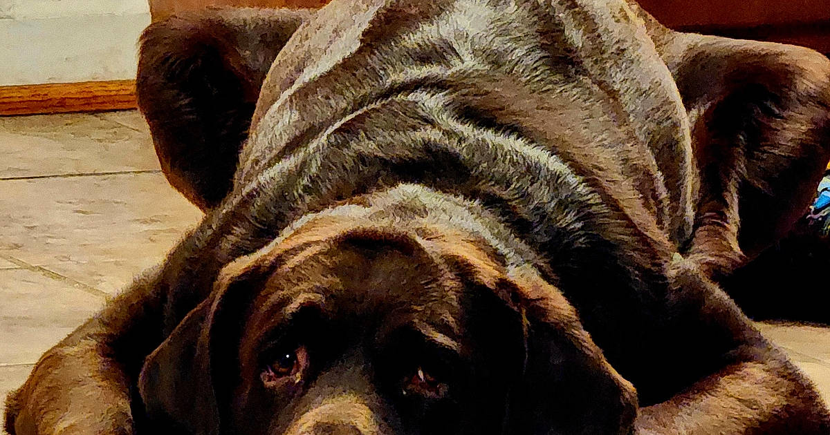 Support Rosco in Dog Photo Contest - Cash