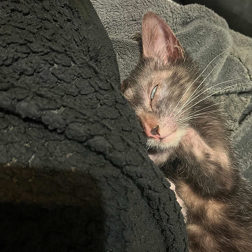 Lykoi: traits, characteristics, health