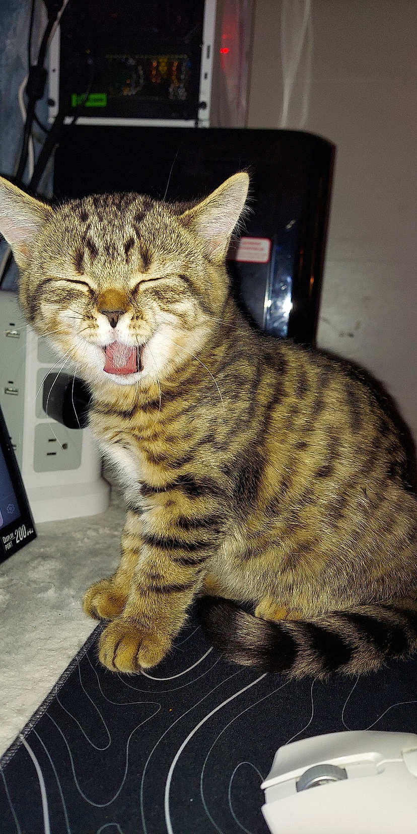 KingPet: Dog and Cat Photo Contest