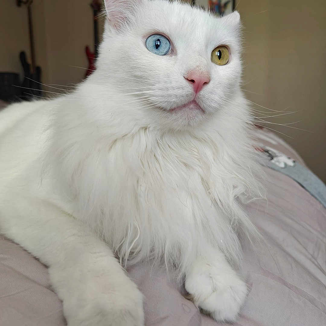 Turkish Angora: traits, characteristics, health