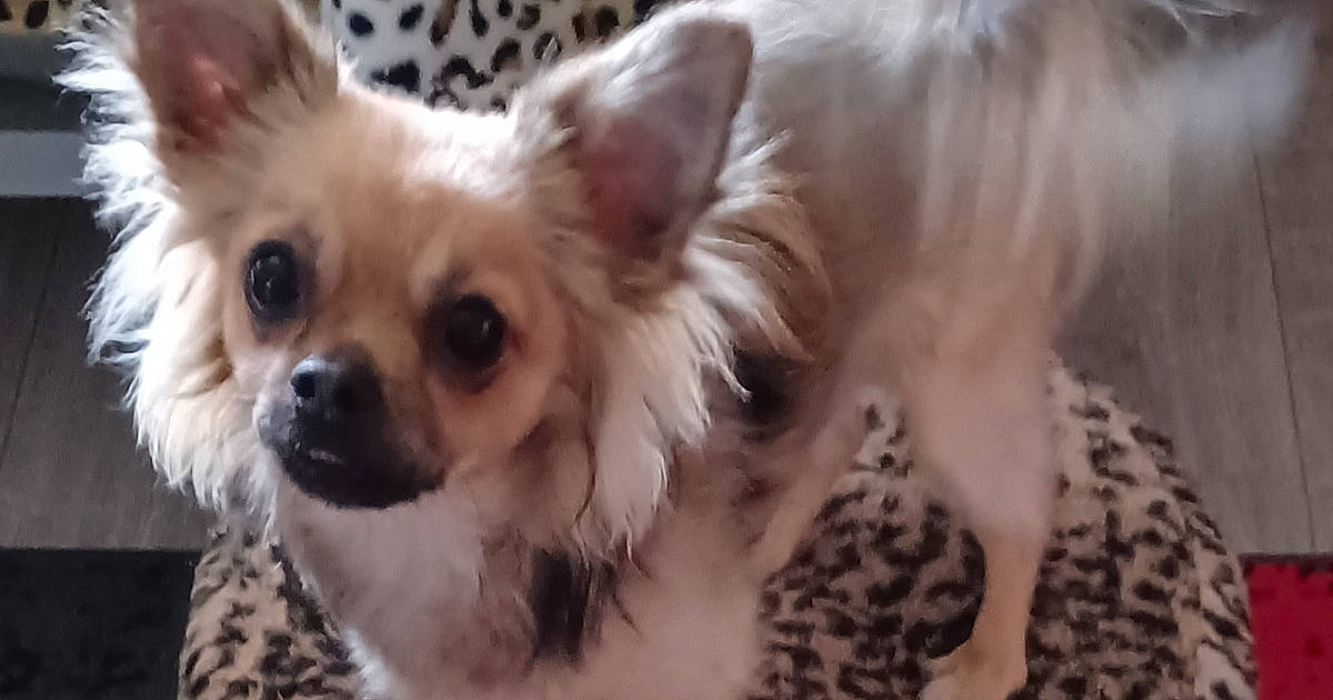 Soutenez Vicky de Ézy-sur-Eure au Concours Chien - Cadreaux à gagner