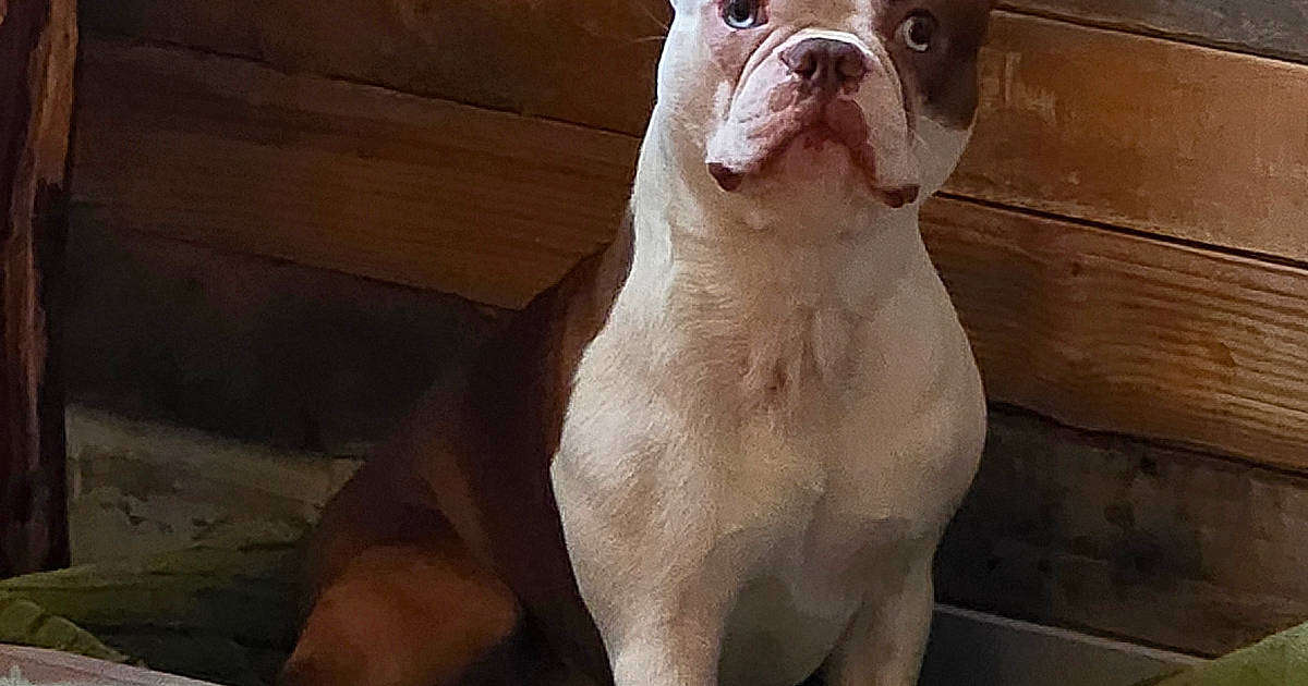 Remi · Dog and Cat Photo Contest · Goldsboro, NC