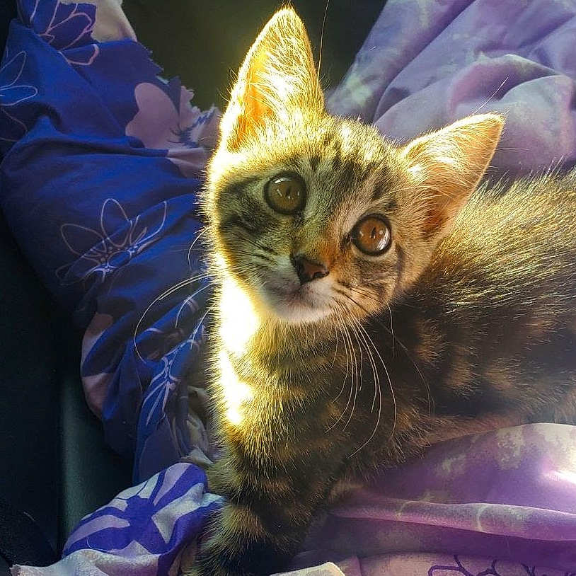 Tabby: traits, characteristics, health