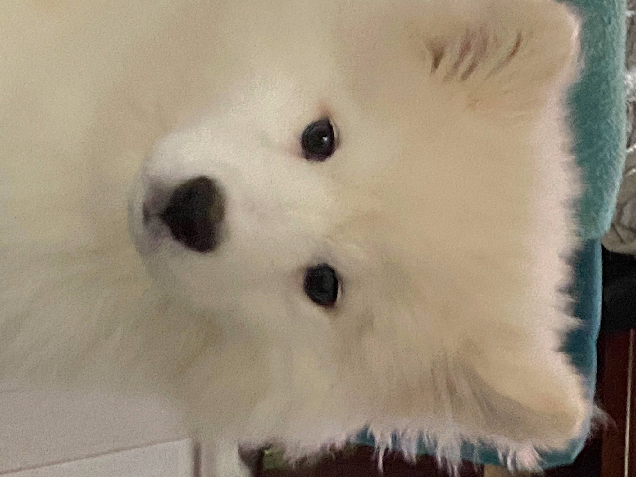 Samoyed: traits, characteristics, health