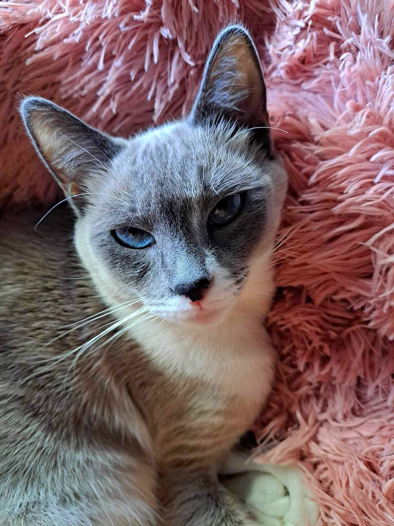 KingPet: Dog and Cat Photo Contest