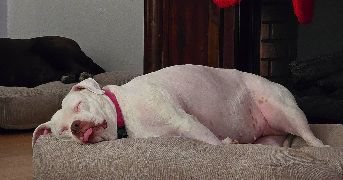 Millie · Dog and Cat Photo Contest · Centennial, CO